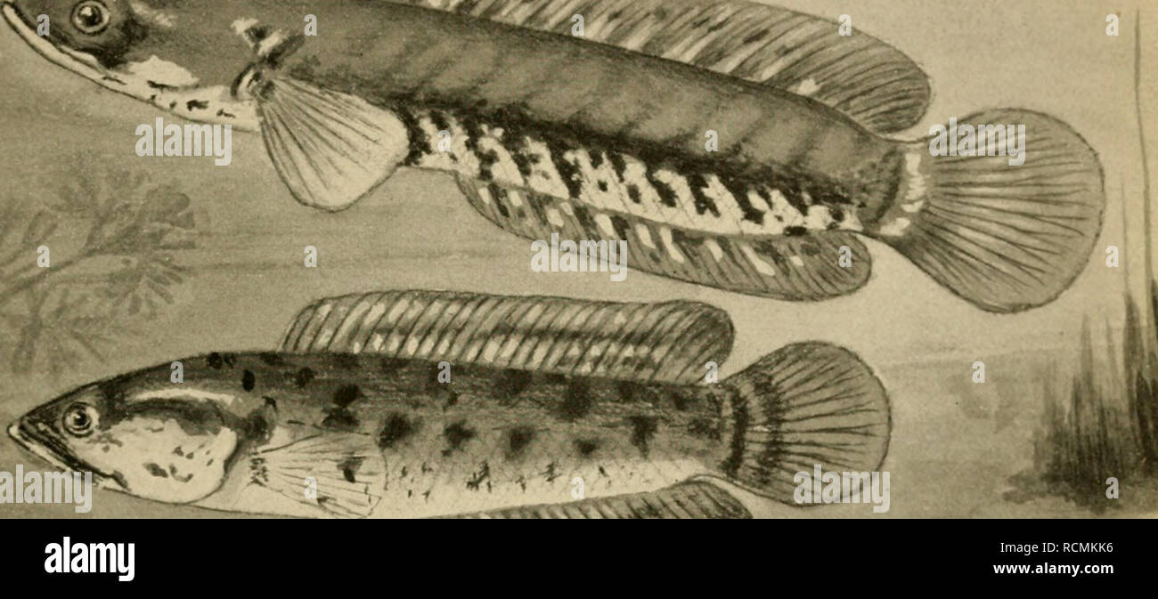 Ophiocephalus punctatus hi-res stock photography and images - Alamy