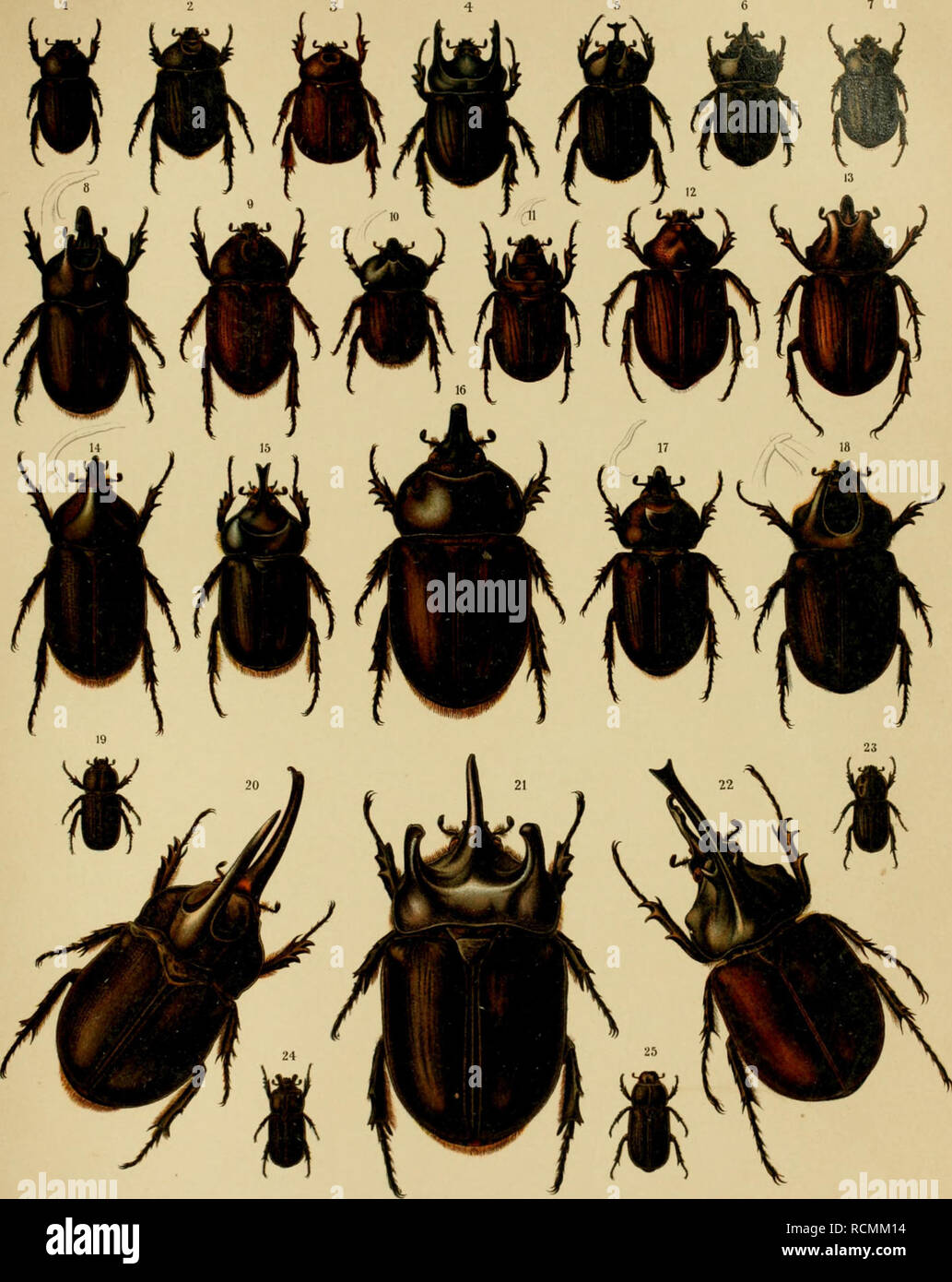 Coelosis bicornis hi-res stock photography and images - Alamy