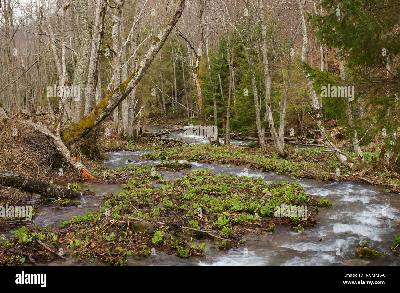 Bieszczady National Park - Terebowiec stream valley. Poland Stock Photo ...