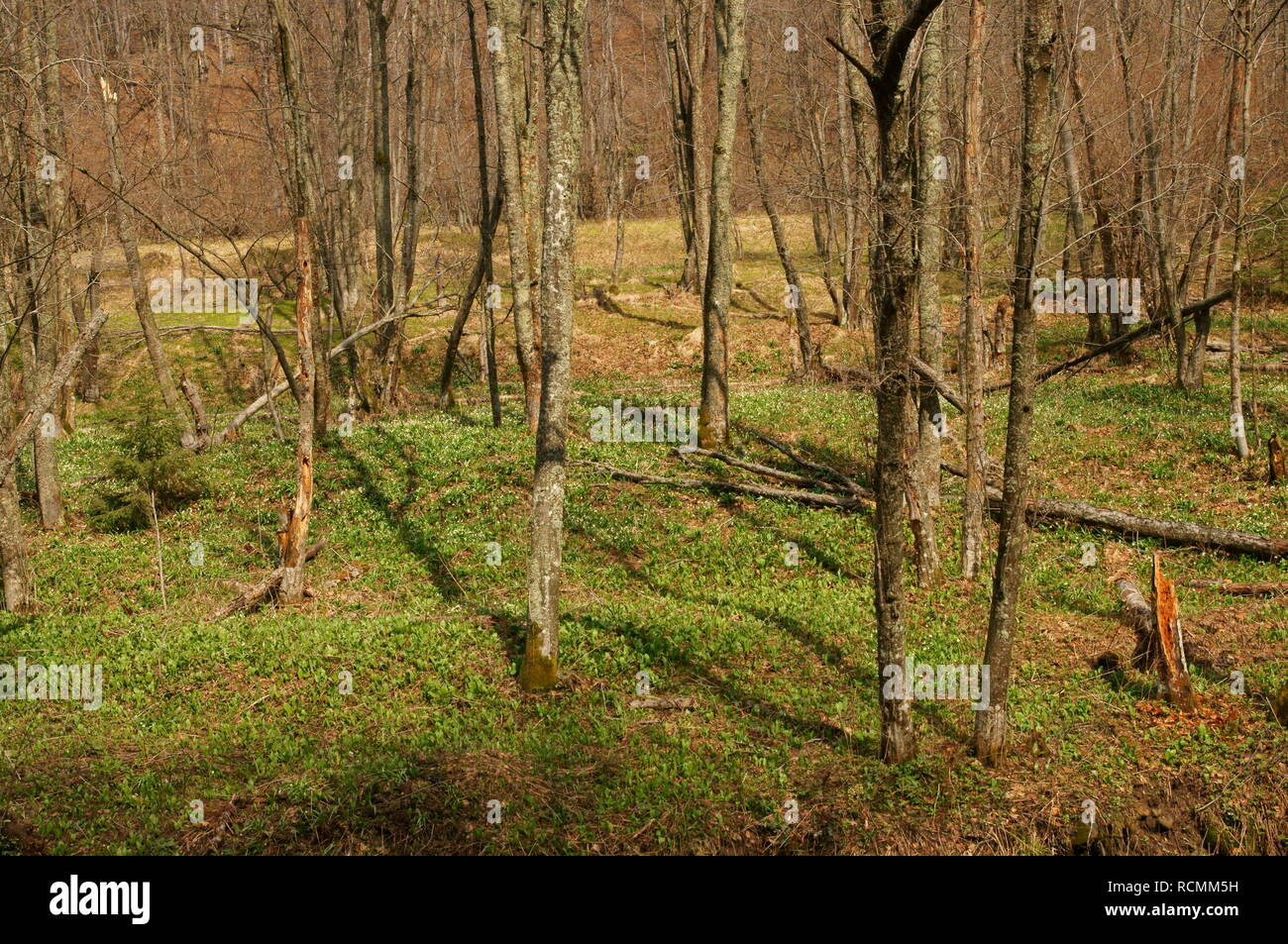 Bieszczady National Park - Terebowiec stream valley. Poland Stock Photo ...