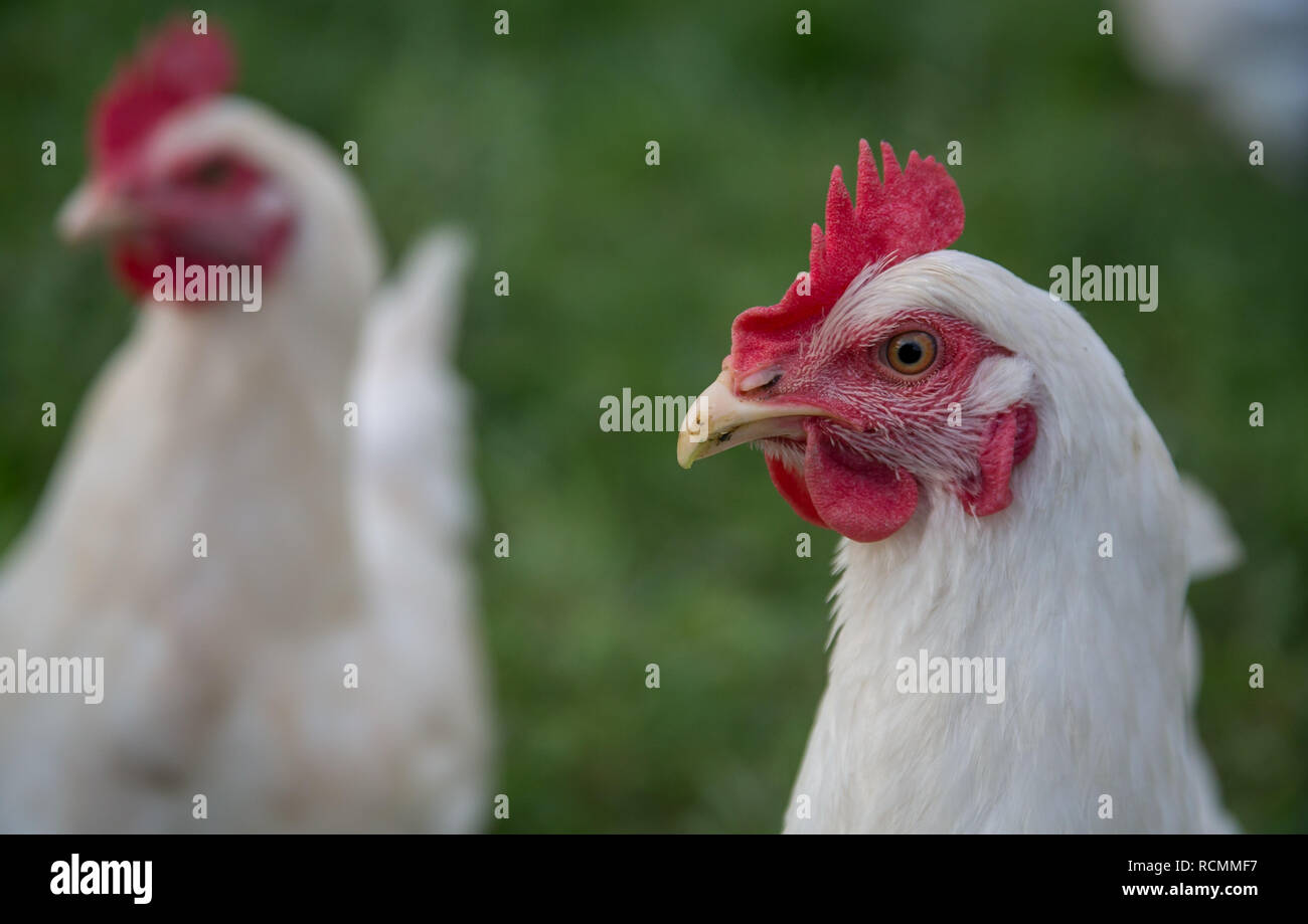 Chickens eggs open field hi-res stock photography and images - Alamy