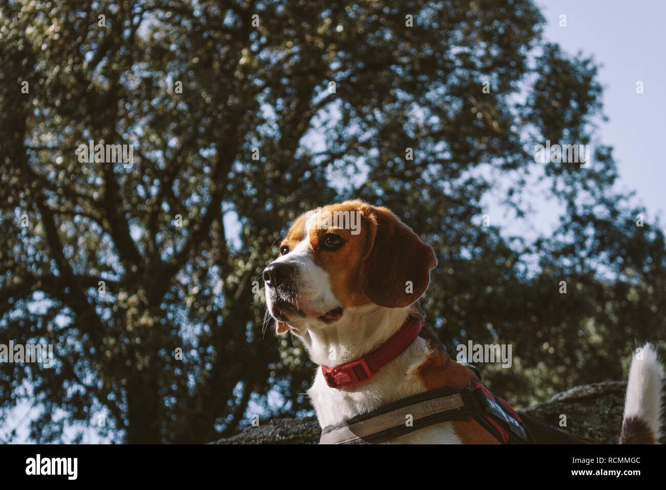 Beagles on rock hi-res stock photography and images - Alamy