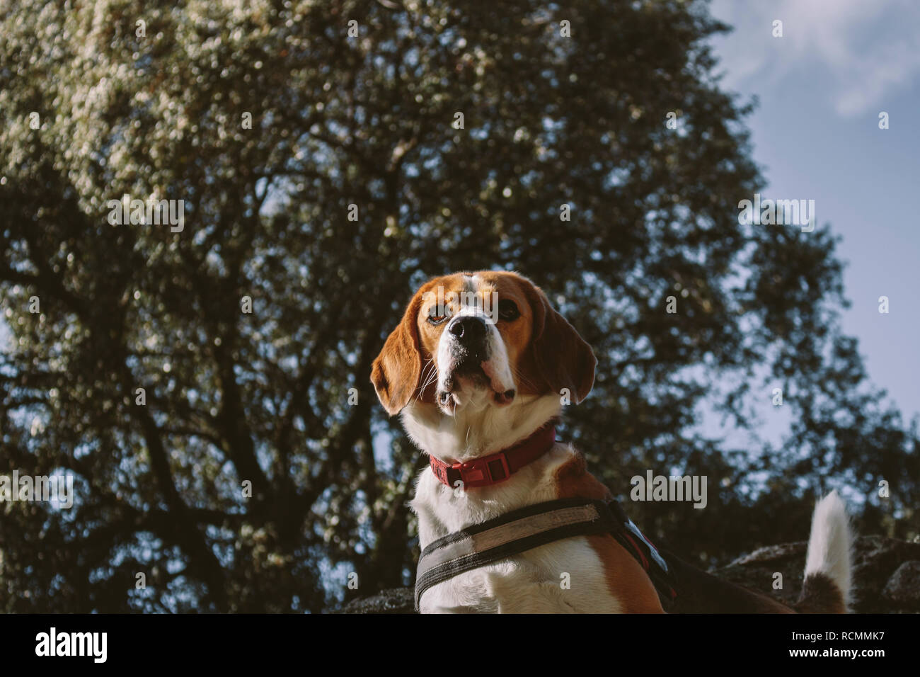 Beagles on rock hi-res stock photography and images - Alamy