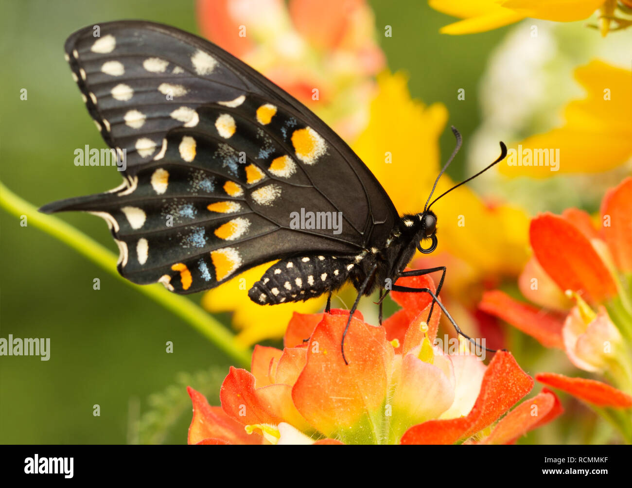 Black Swallowtail butterfly perched on an Indian Paintbrush flower ...