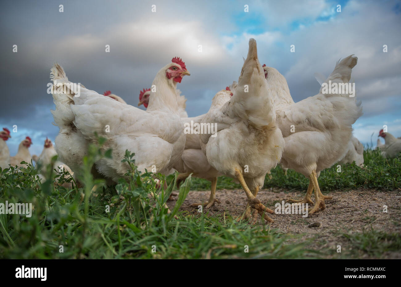Tabby tortoise shell kitten with big green eyes in the garden Stock ...