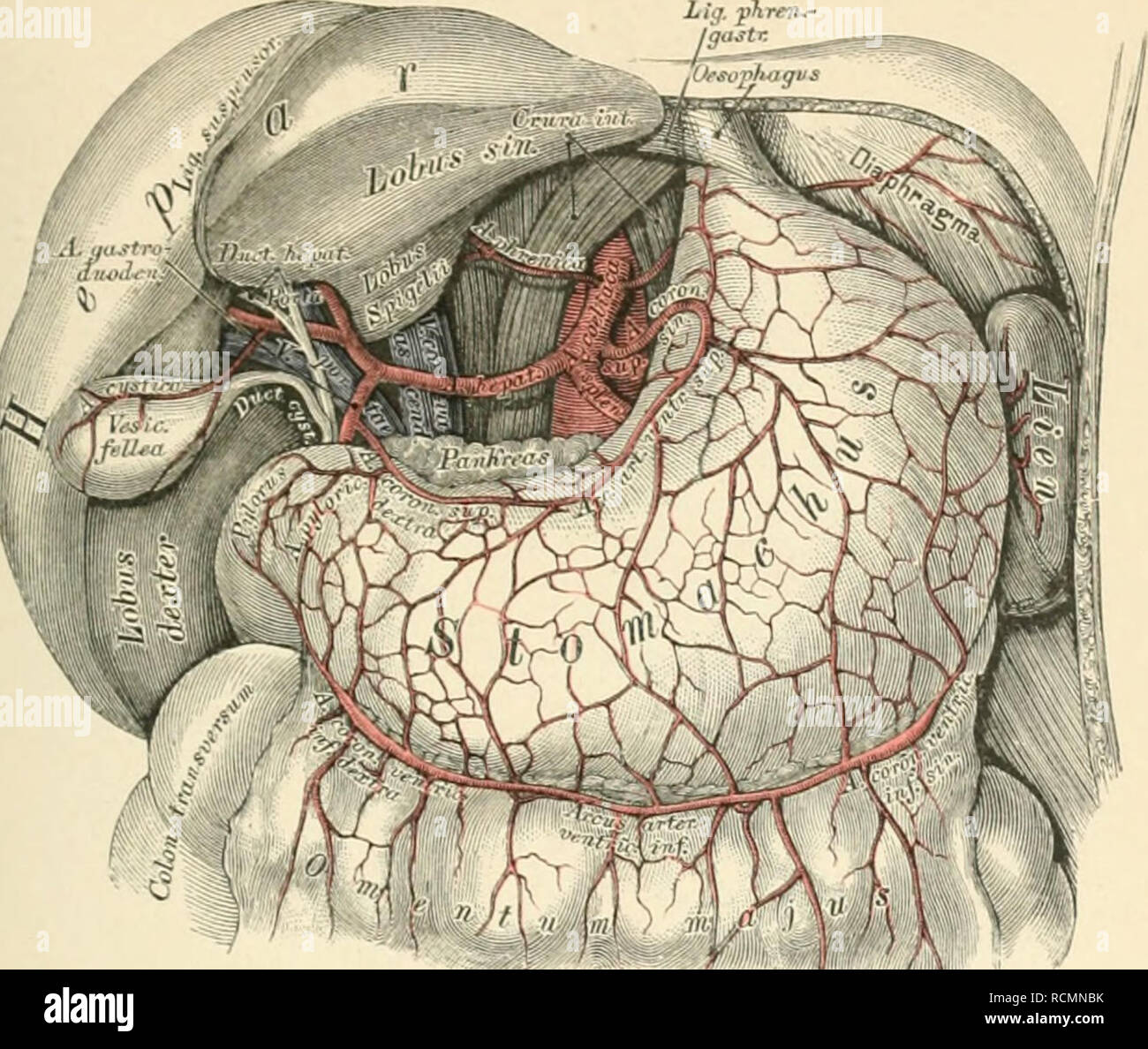 Arteria hepatica hi-res stock photography and images - Alamy