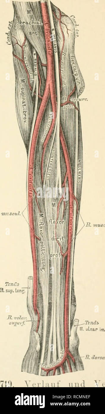 Ellbogen anatomie hi-res stock photography and images - Alamy