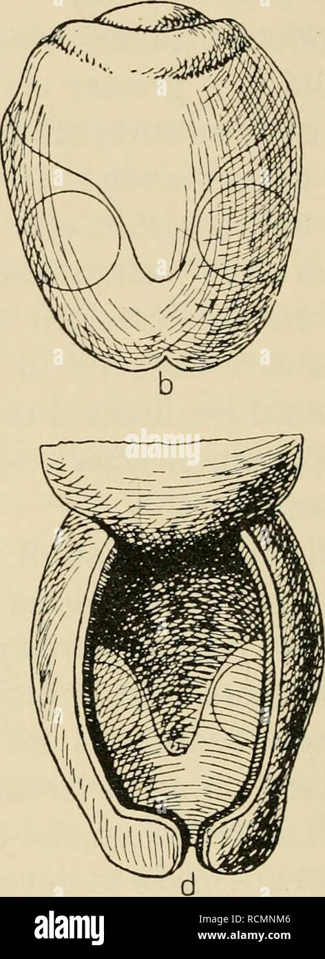 . The elements of experimental embryology. Embryology, Experimental ...