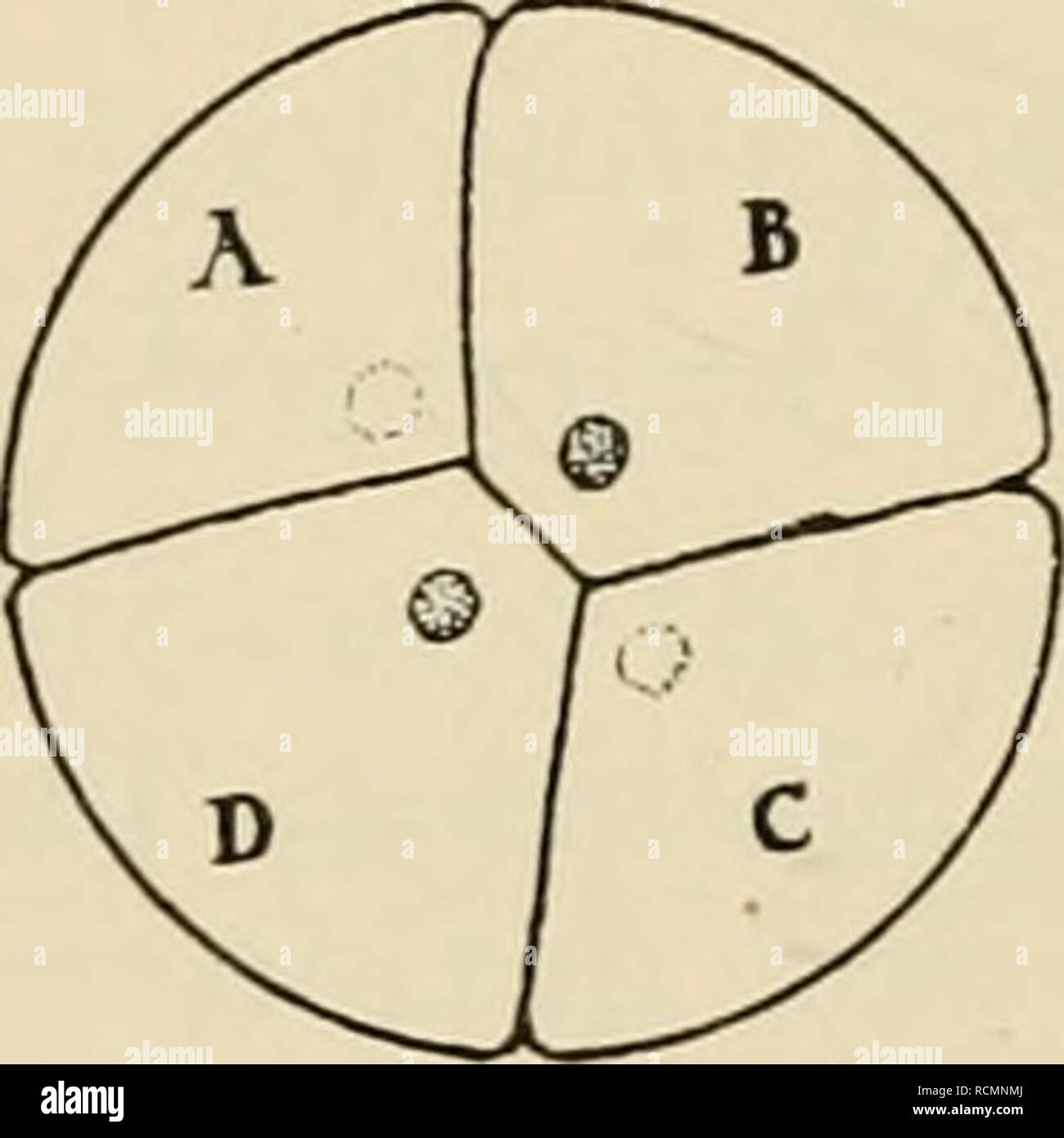 . The elements of experimental embryology. Embryology, Experimental ...