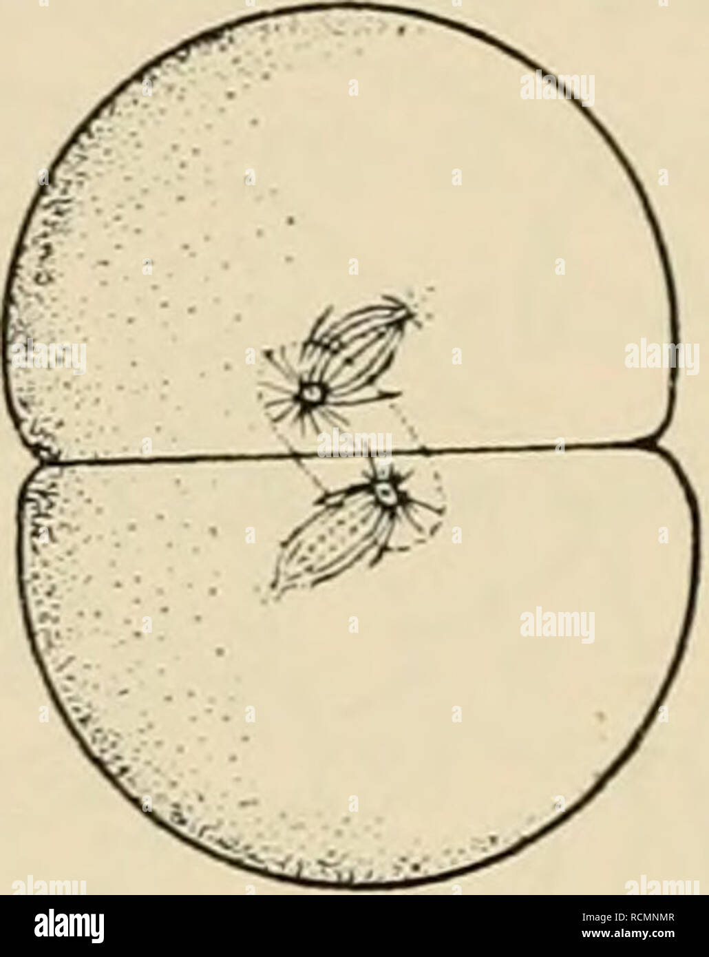 . The elements of experimental embryology. Embryology, Experimental ...