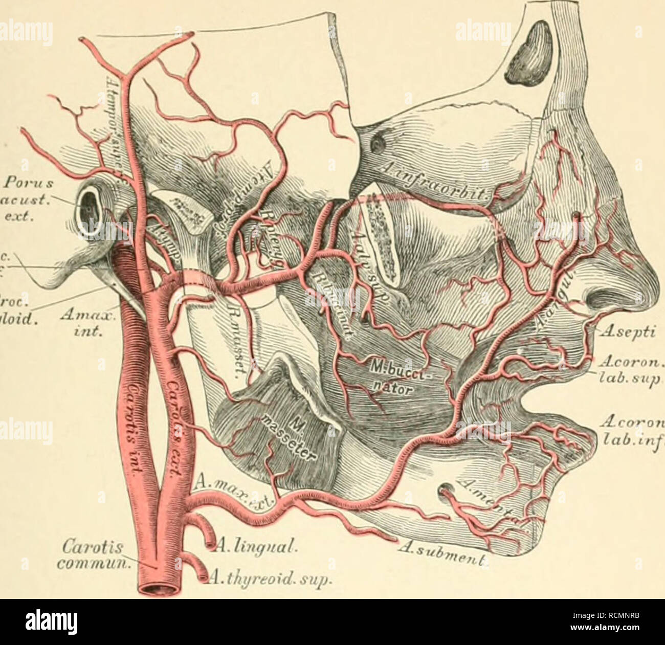 Arteria carotis interna hi-res stock photography and images - Alamy