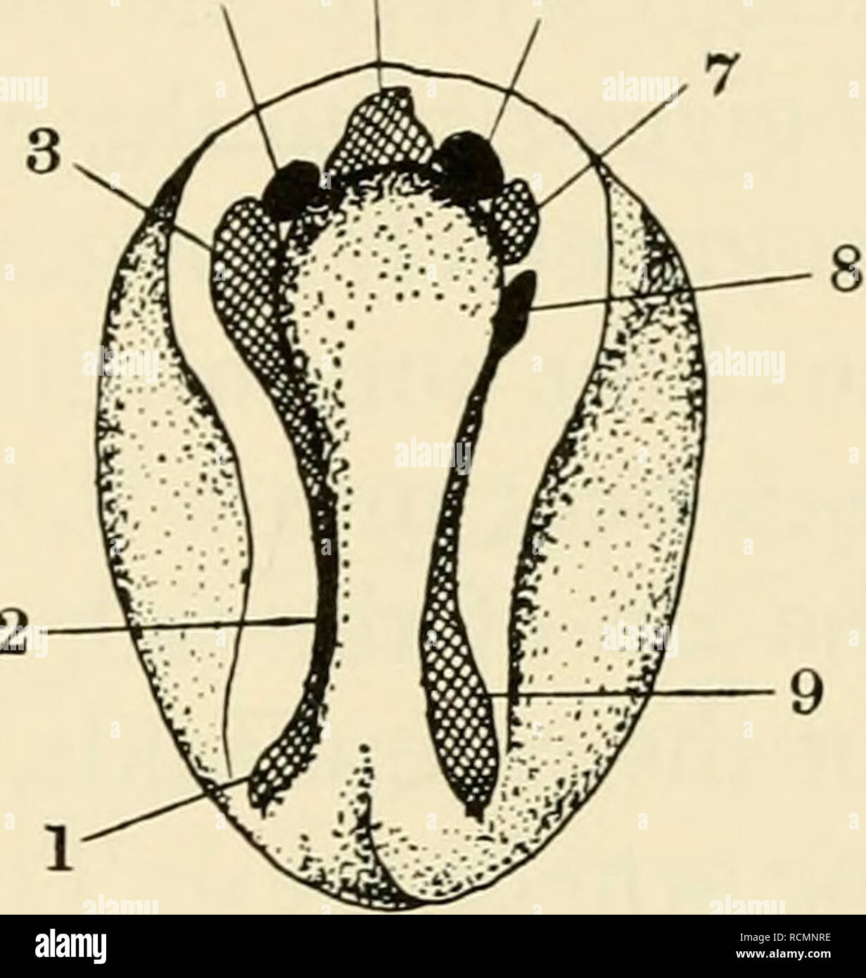 Frog Neurulation
