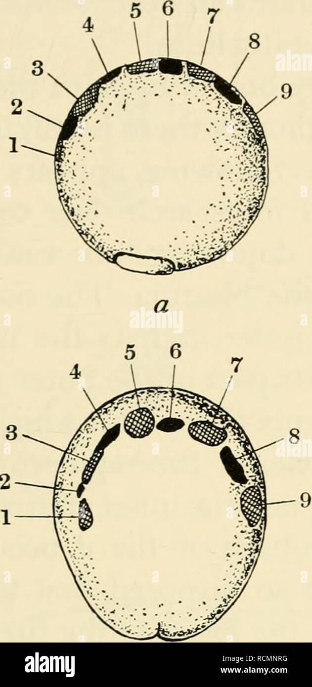 Neurula High Resolution Stock Photography and Images - Alamy