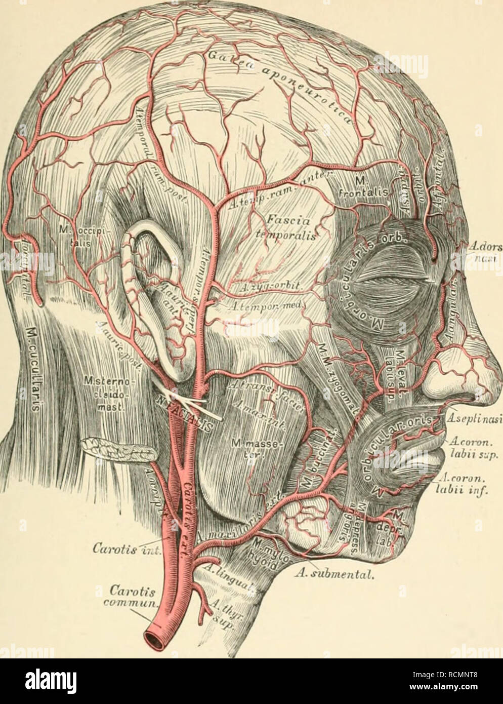 Pharynx anatomie hi-res stock photography and images - Alamy