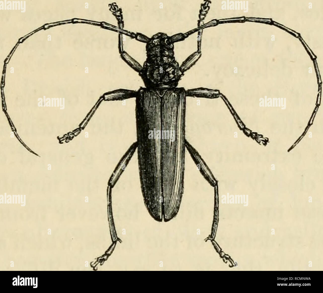. Elements of entomology: an outline of the natural history and ...