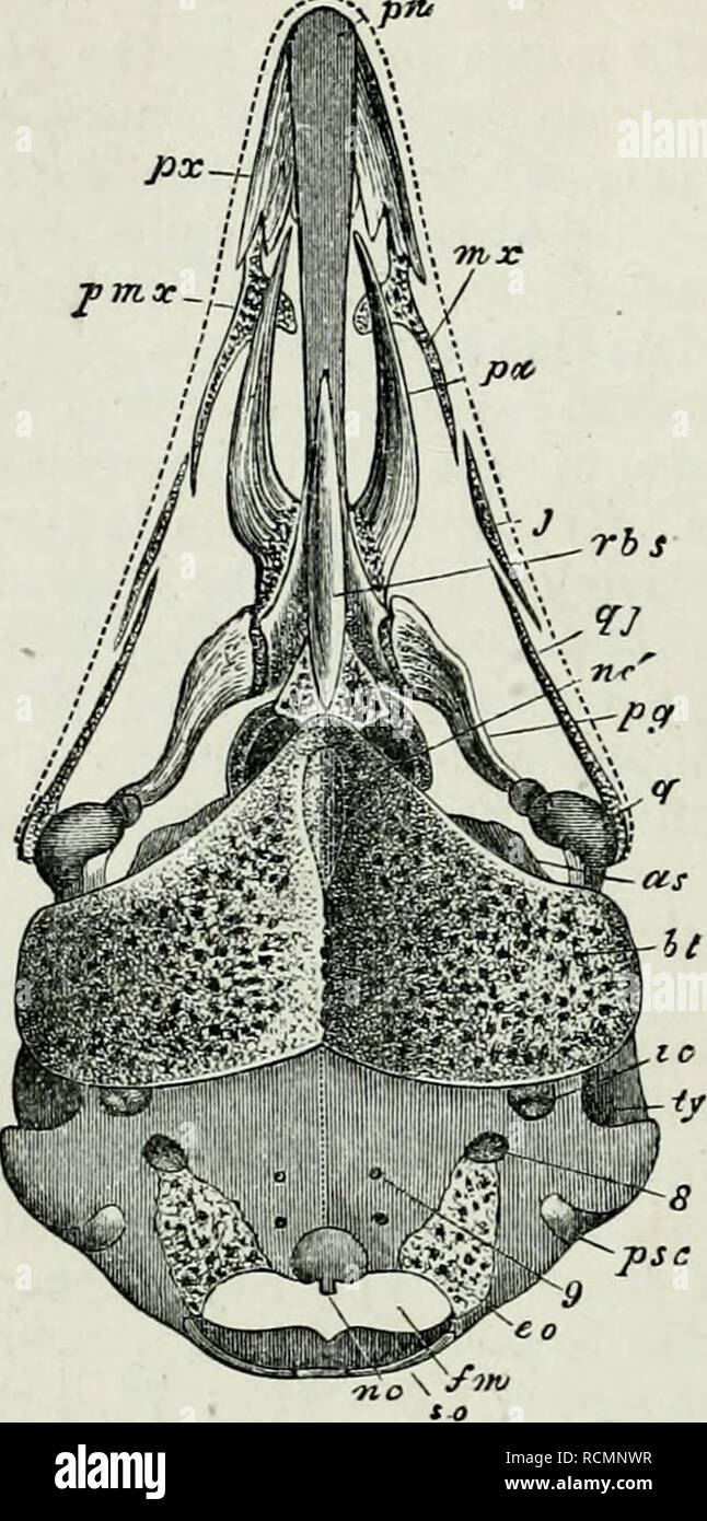 . The elements of Embryology,. 284 THE DEVELOPMENT OF THE SKULL. Pig ...