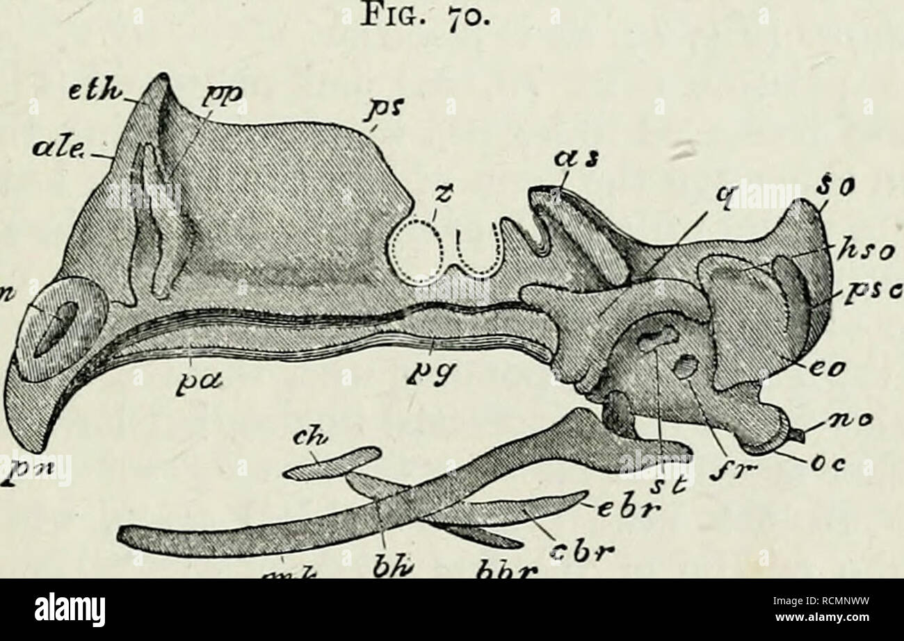 . The elements of Embryology,. IX.] THE ETHMO-PRESPHENOID PLATE. 231 ...