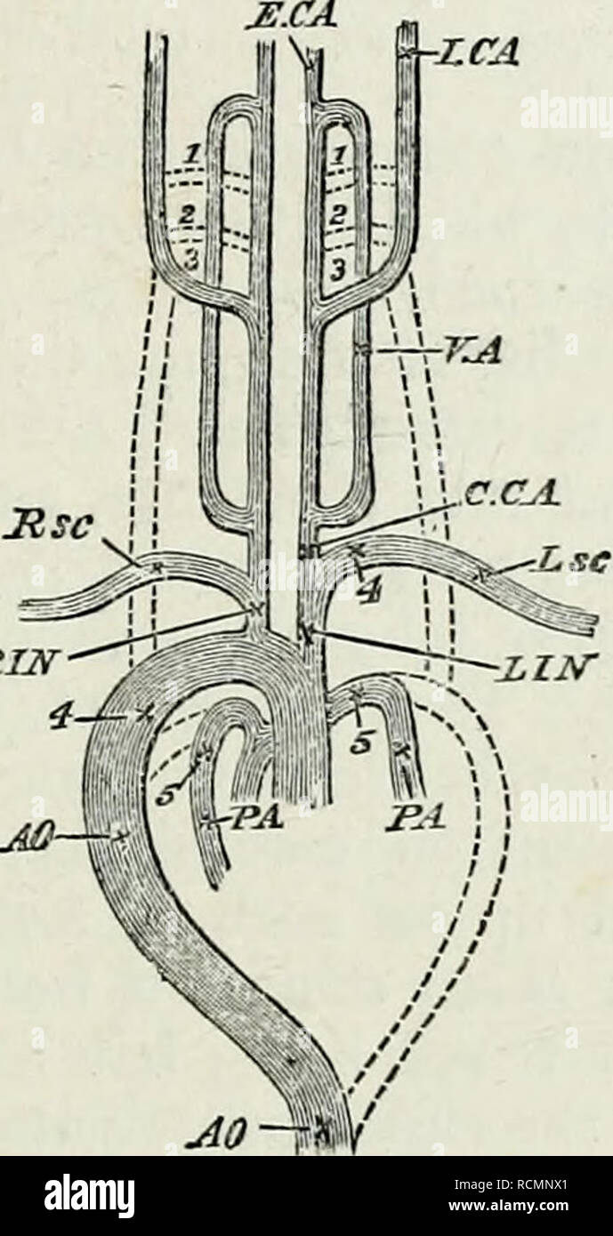 . The elements of Embryology,. VIII.] THE DUCTUS BOTALLI. 219 chiefly ...