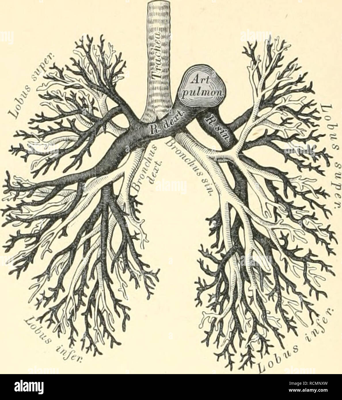 . Die descriptive und topographische Anatomie des Menschen. Anatomy ...