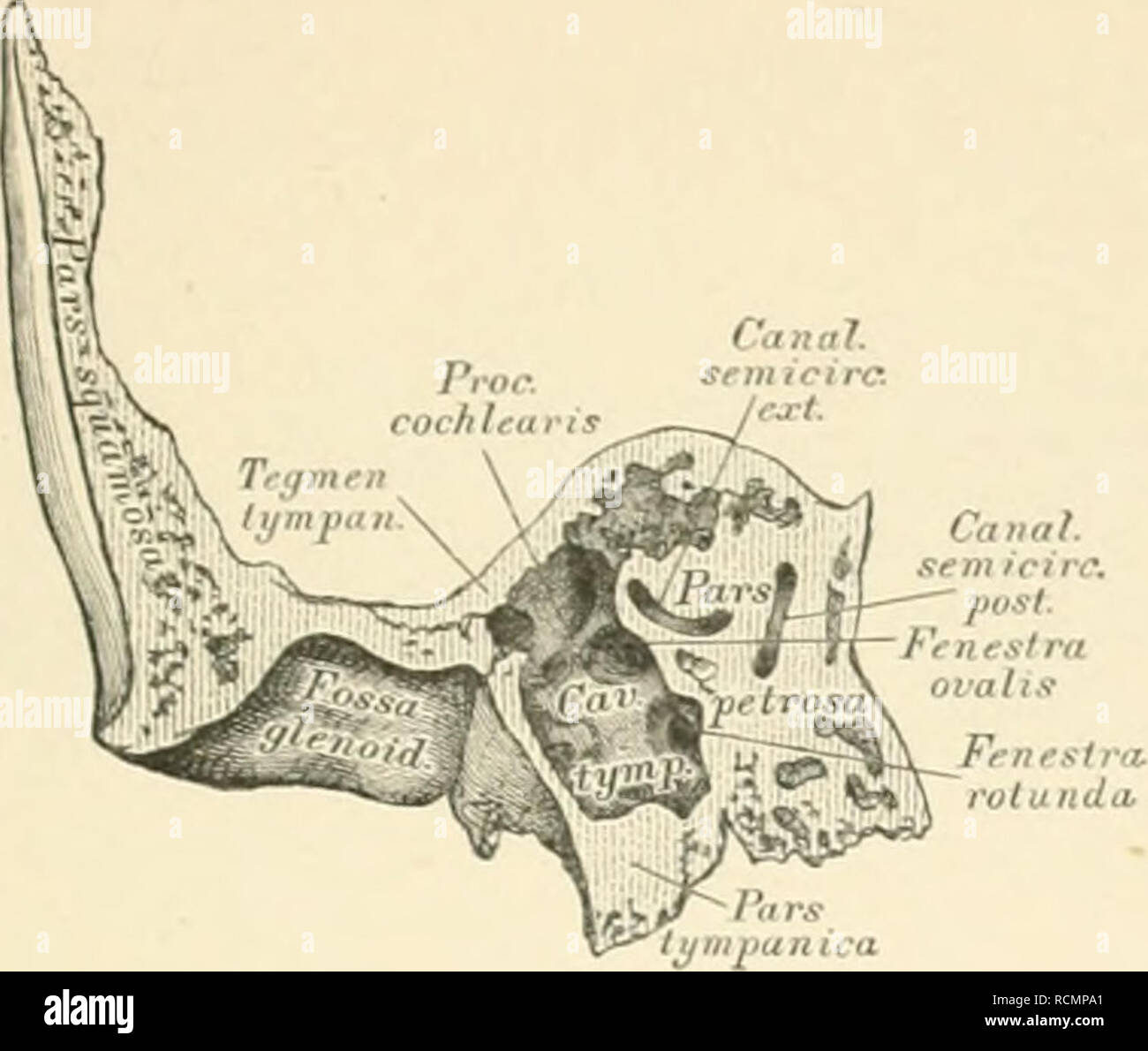 1896 querschnitt hi-res stock photography and images - Alamy