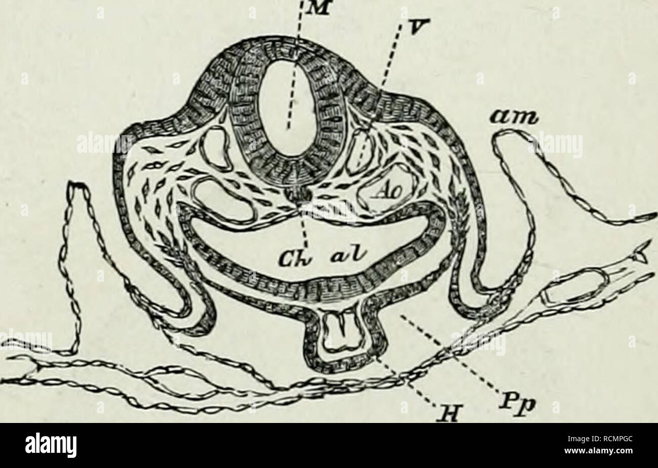 . The elements of Embryology,. 68 THE SECOND DAY. [chap. forming ...