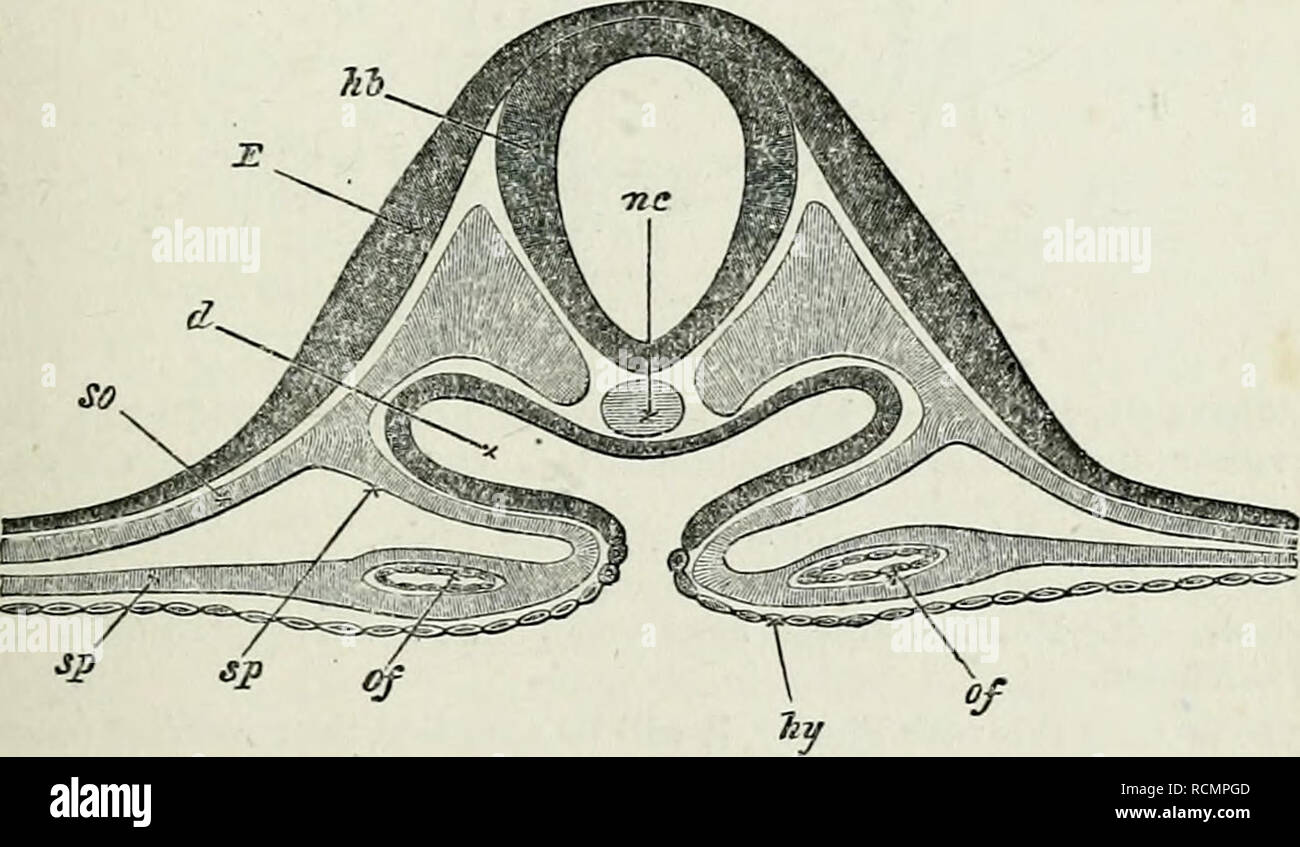 . The elements of Embryology,. Fig. 17. B.. Two CONSECUTIVE SECTIONS OF ...