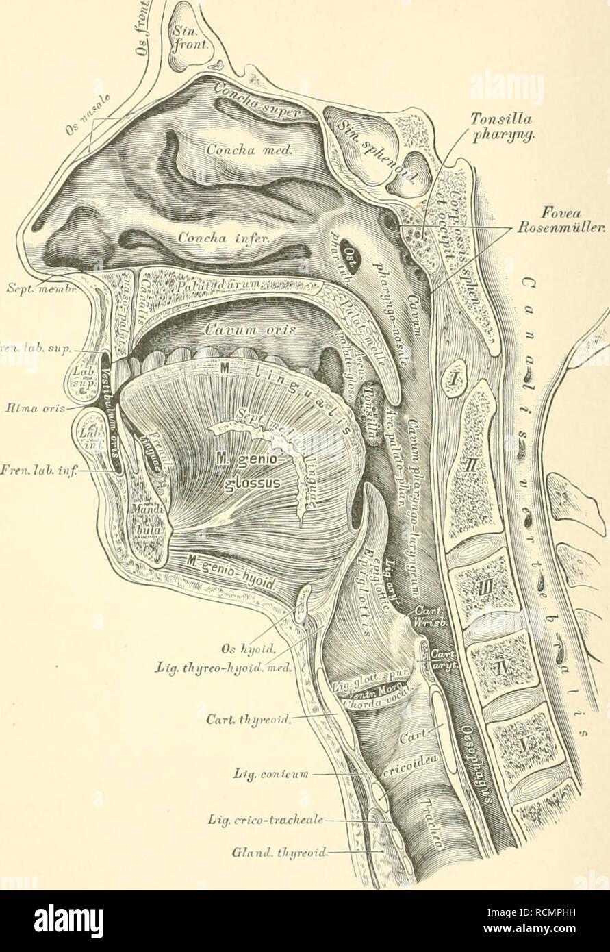 Mund anatomie hi-res stock photography and images - Alamy