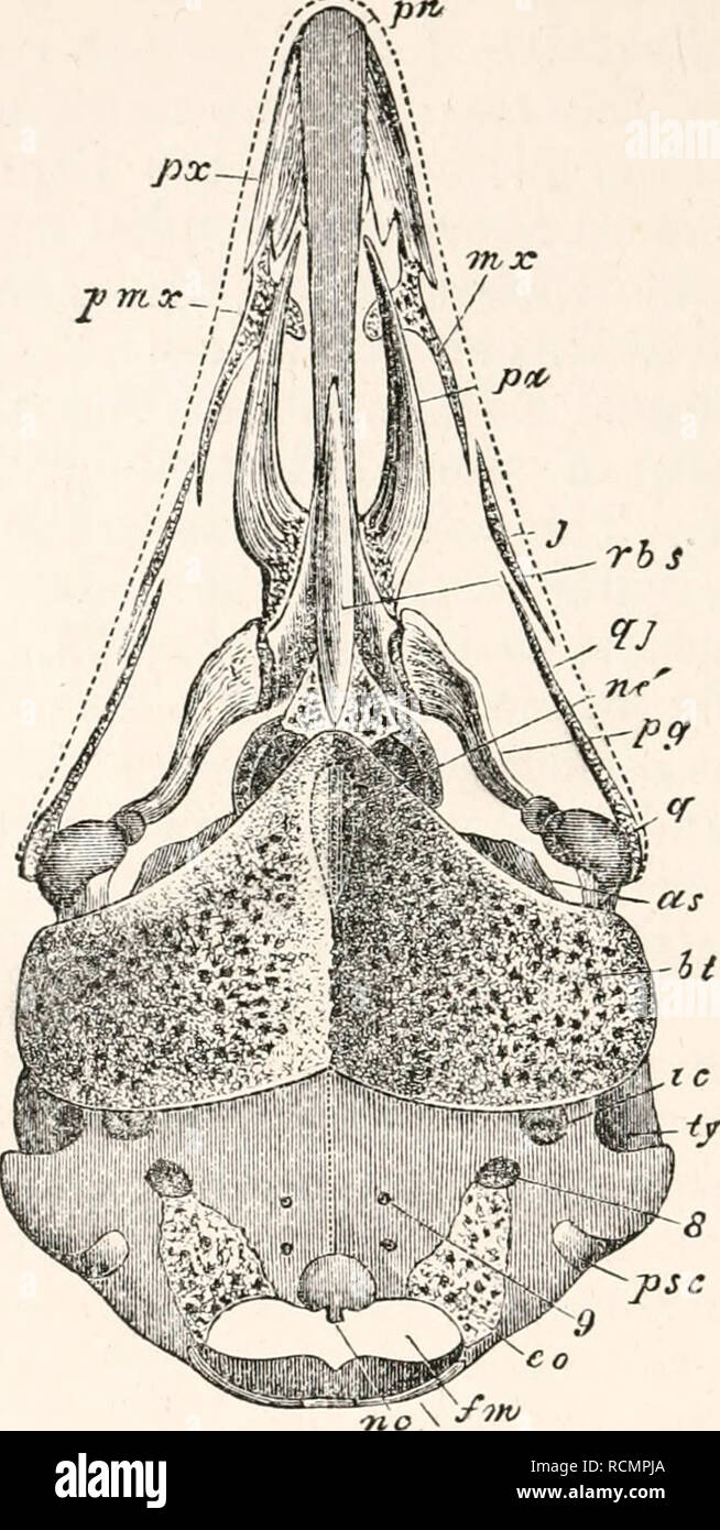 Palatine Bone High Resolution Stock Photography and Images - Alamy