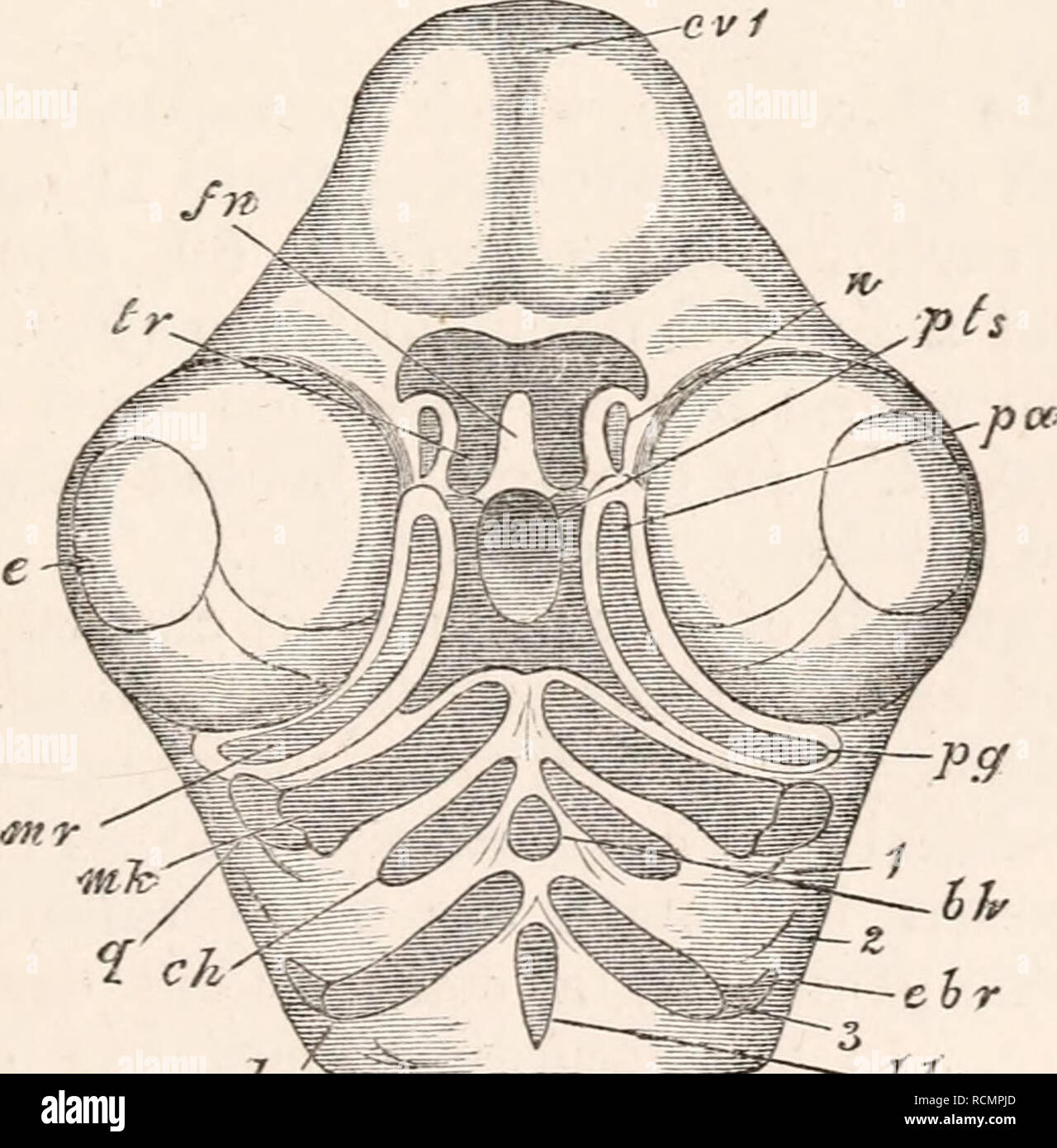 . The elements of embryology. Chickens -- Embryos. IX.] THE MAXILLARY ...