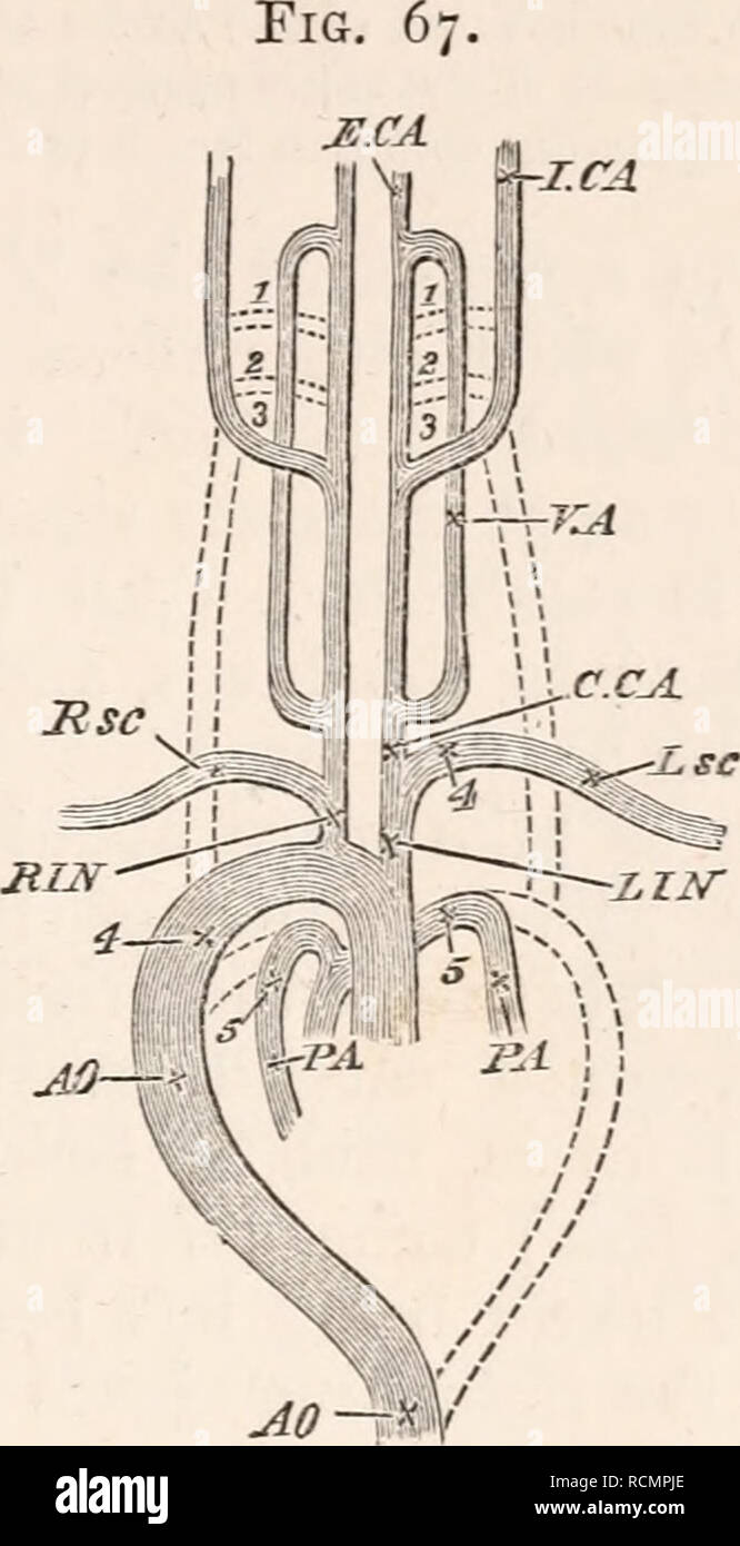 . The elements of embryology. Chickens -- Embryos. VIII.] THE DUCTUS ...