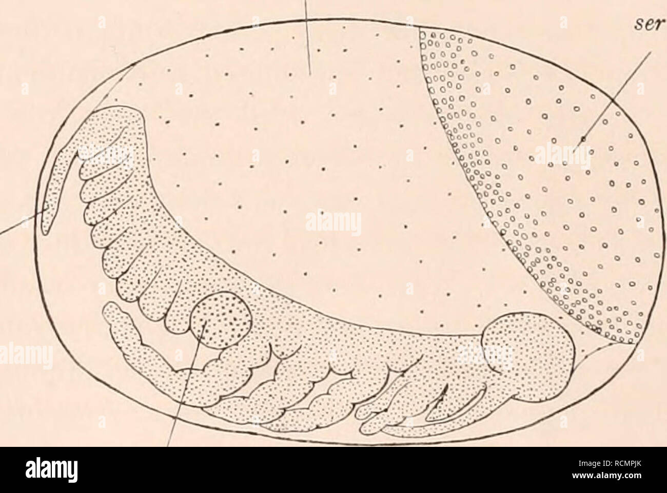 Md mandibel hi-res stock photography and images - Alamy