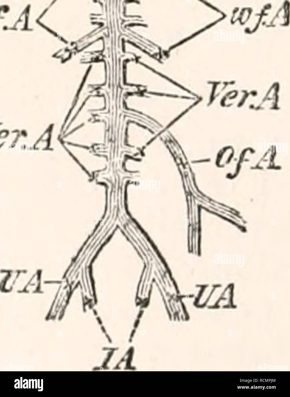 . The elements of embryology. Chickens -- Embryos. LCA. *^o|? State of ...