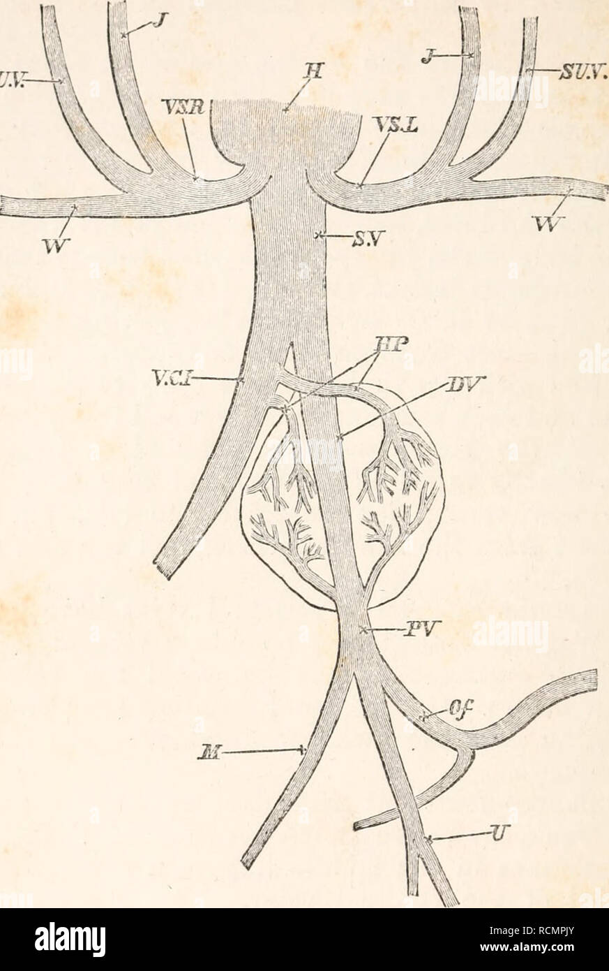. The elements of embryology. Chickens -- Embryos. 208 THE SIXTH DAY ...