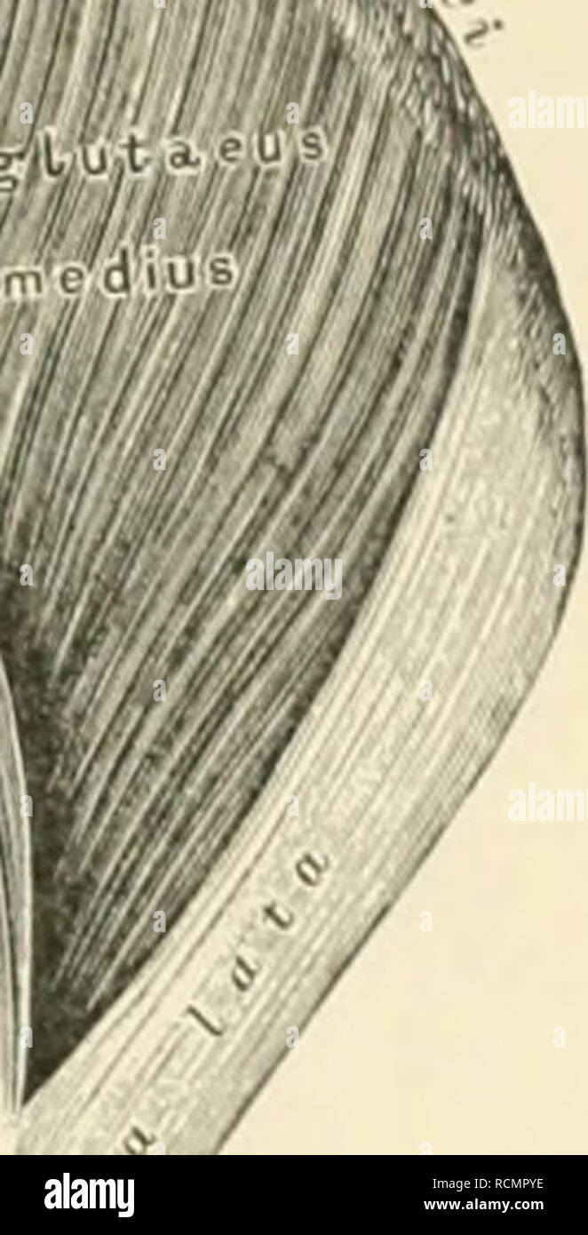 . Die descriptive und topographische Anatomie des Menschen. Anatomy ...