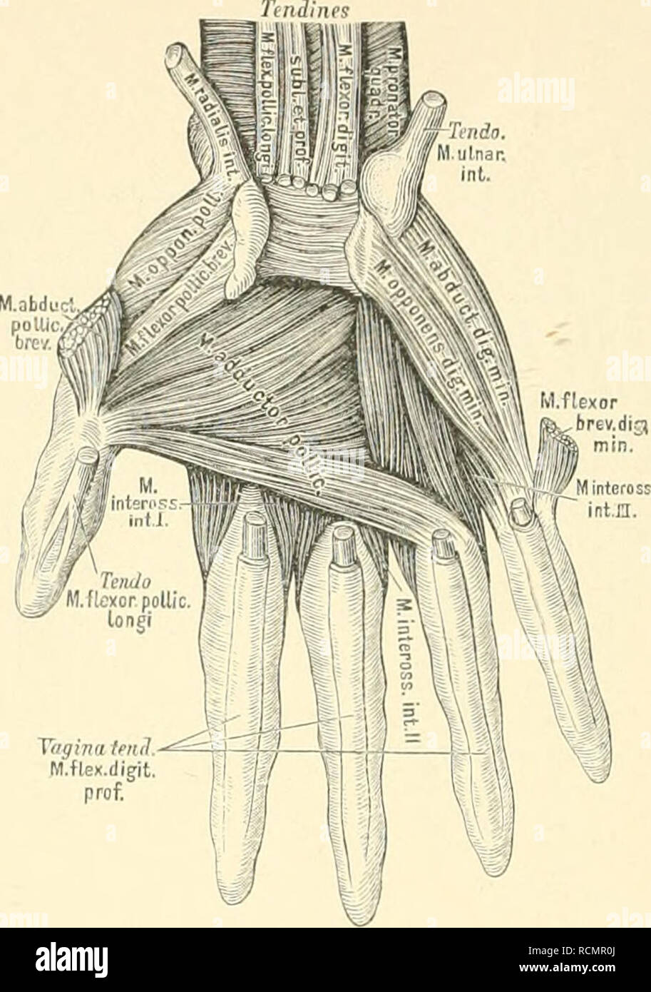 . Die descriptive und topographische Anatomie des Menschen. Anatomy ...