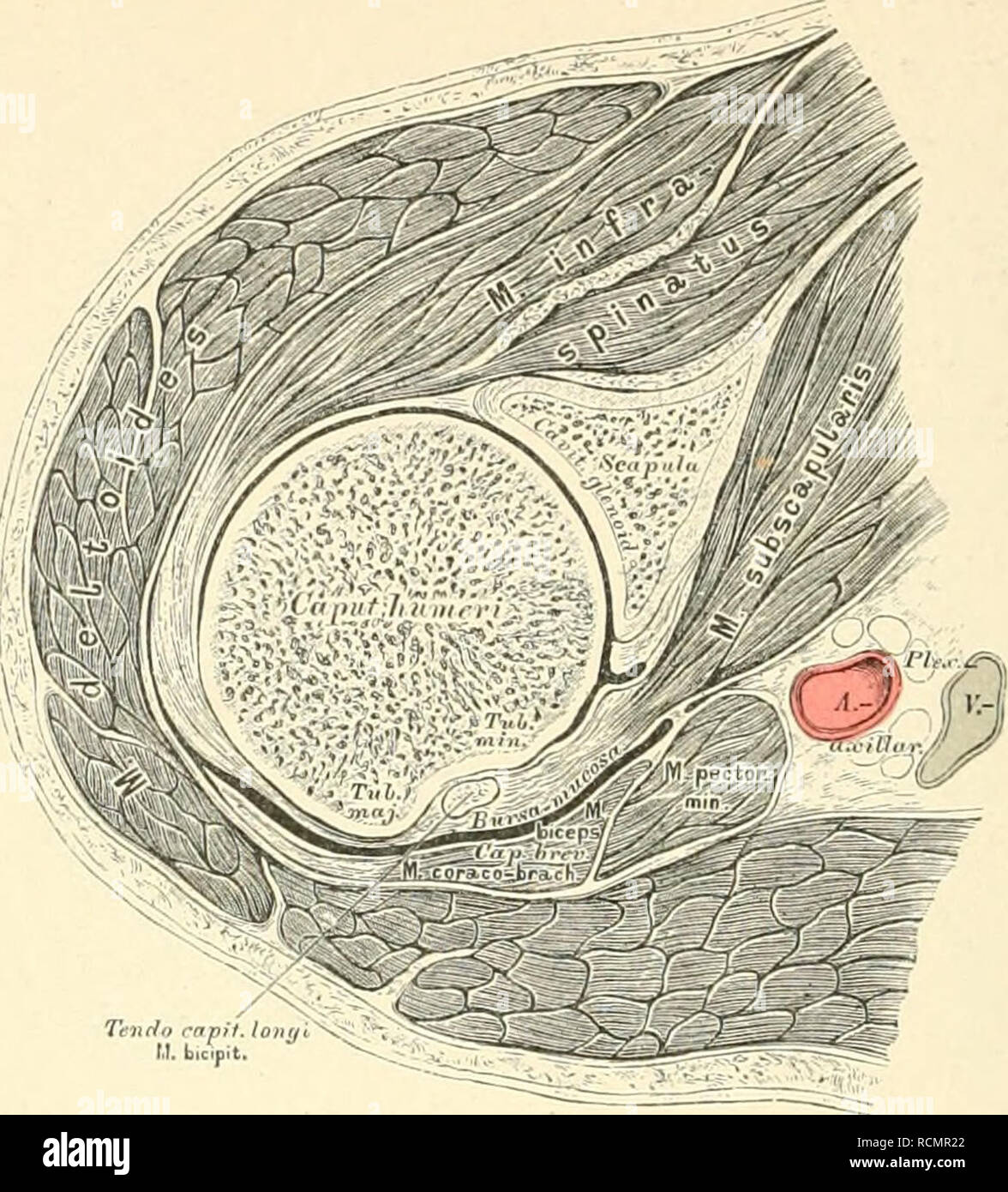 Tuberculum majus hi-res stock photography and images - Alamy