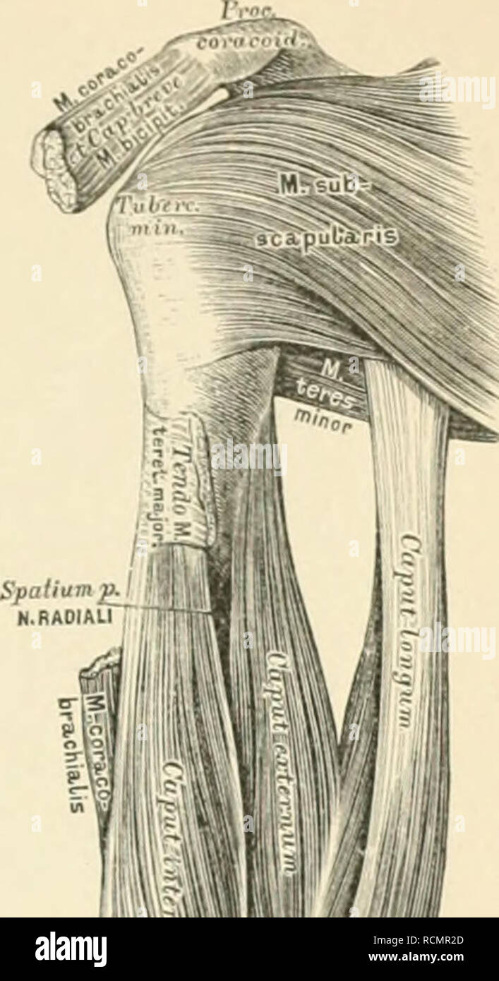 Anatomie des armes hi-res stock photography and images - Alamy