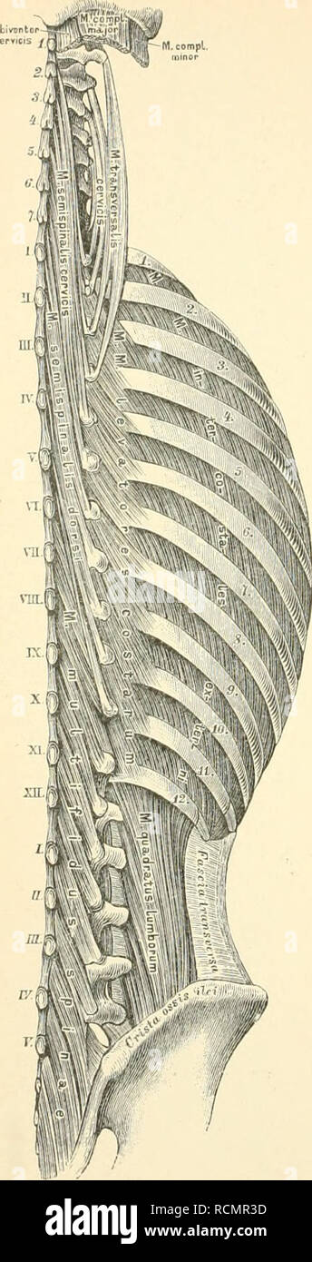 . Die descriptive und topographische Anatomie des Menschen. Anatomy ...