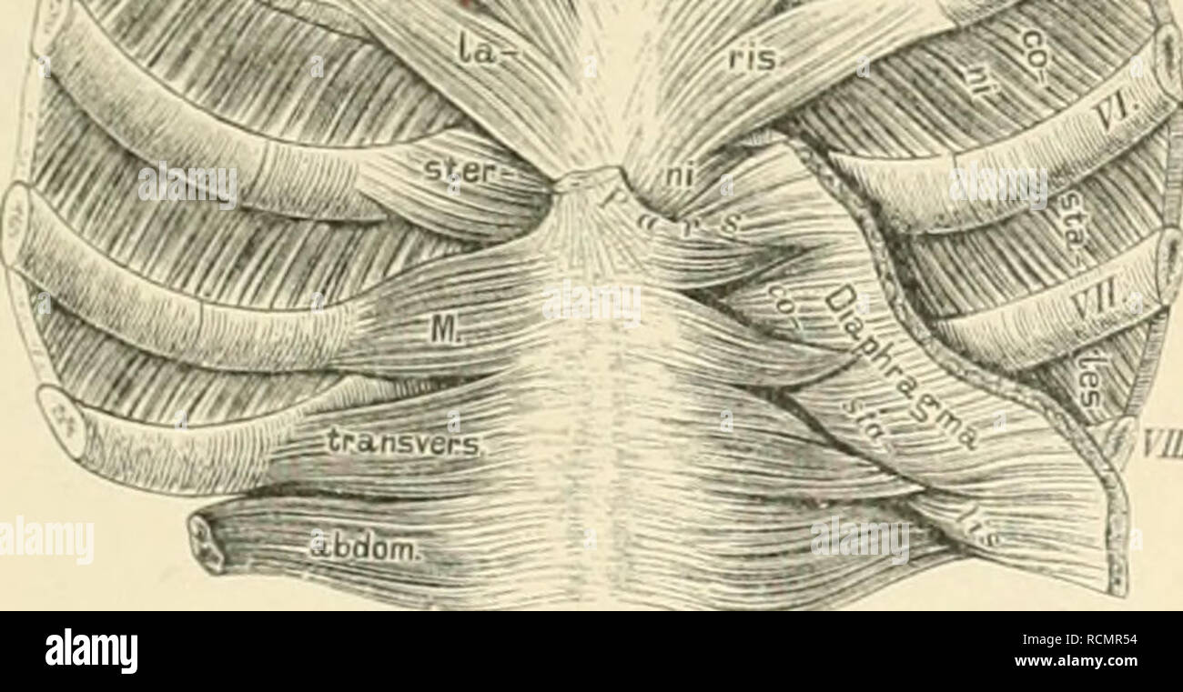 . Die descriptive und topographische Anatomie des Menschen. Anatomy ...