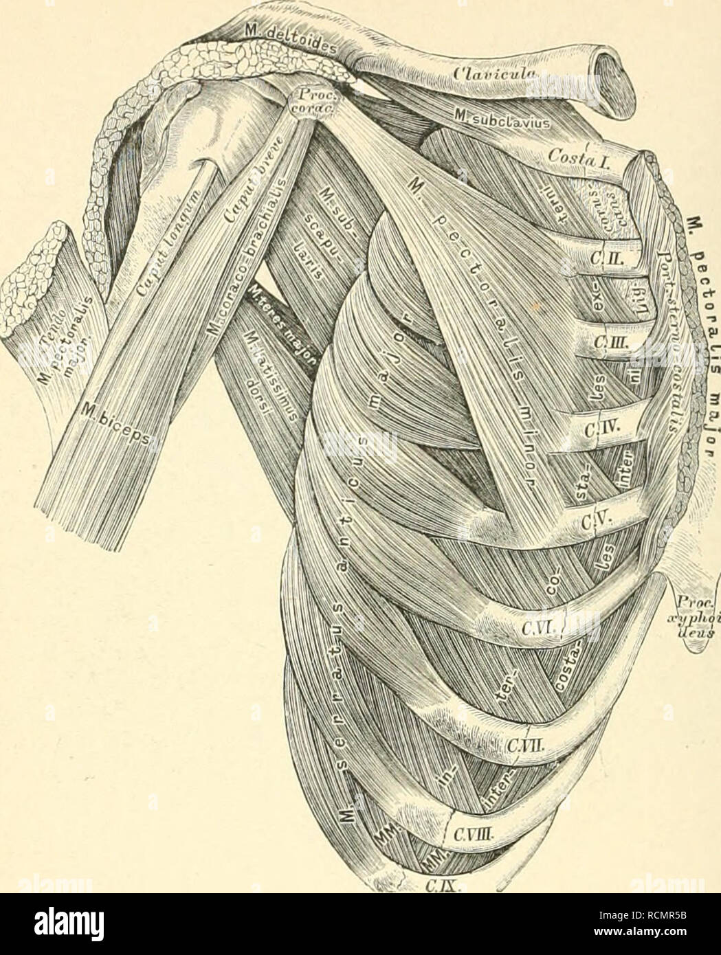 Brustmuskeln Stock Photos & Brustmuskeln Stock Images - Alamy