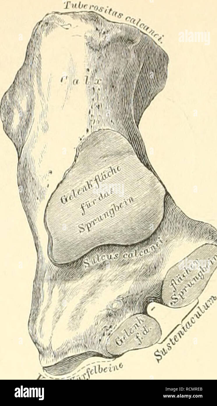 Sulcus tali hi-res stock photography and images - Alamy