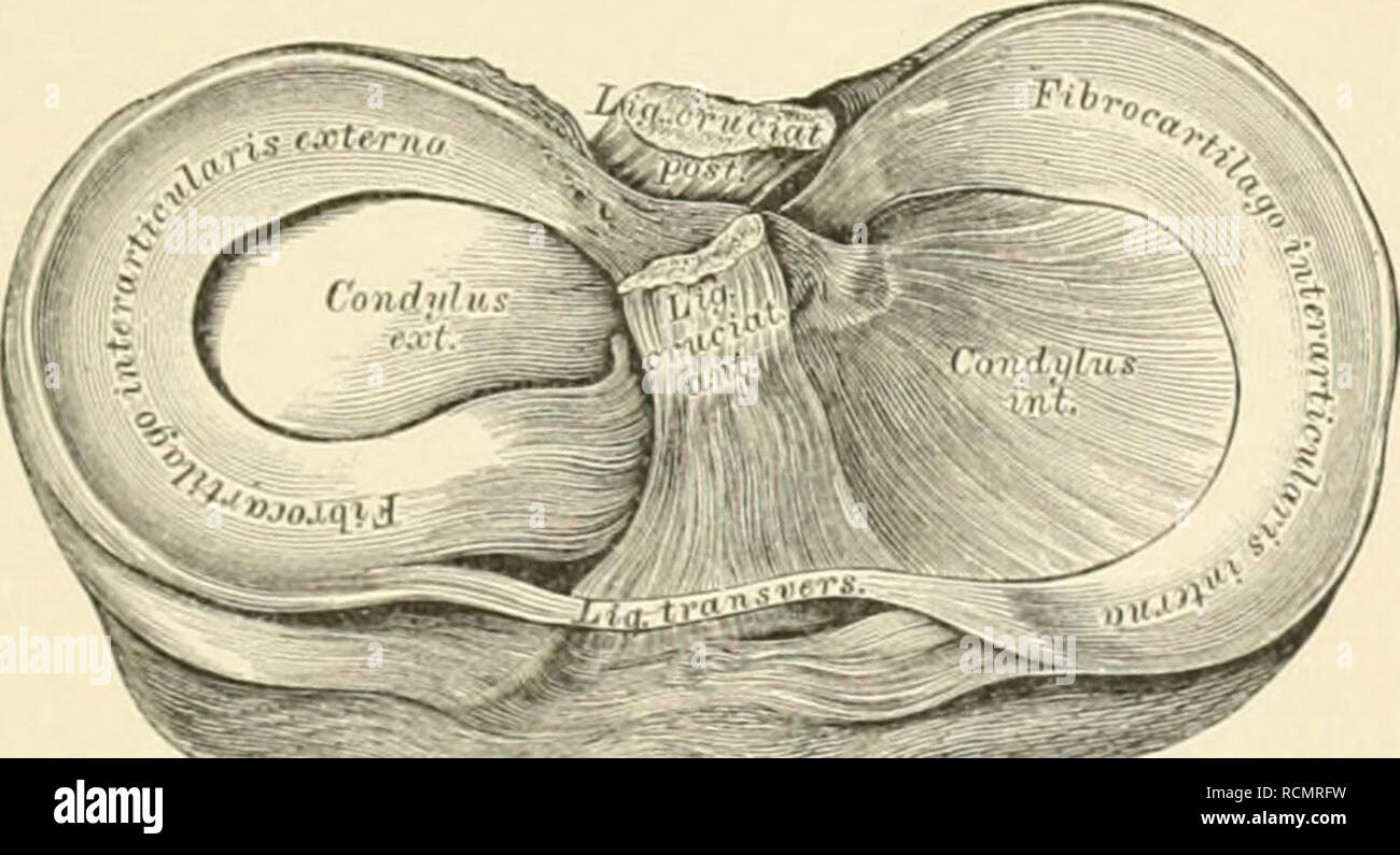 Knie anatomie hi-res stock photography and images - Alamy