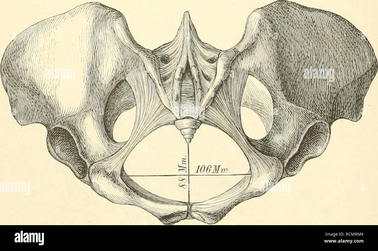 Weibliches becken anatomy hi-res stock photography and images - Alamy