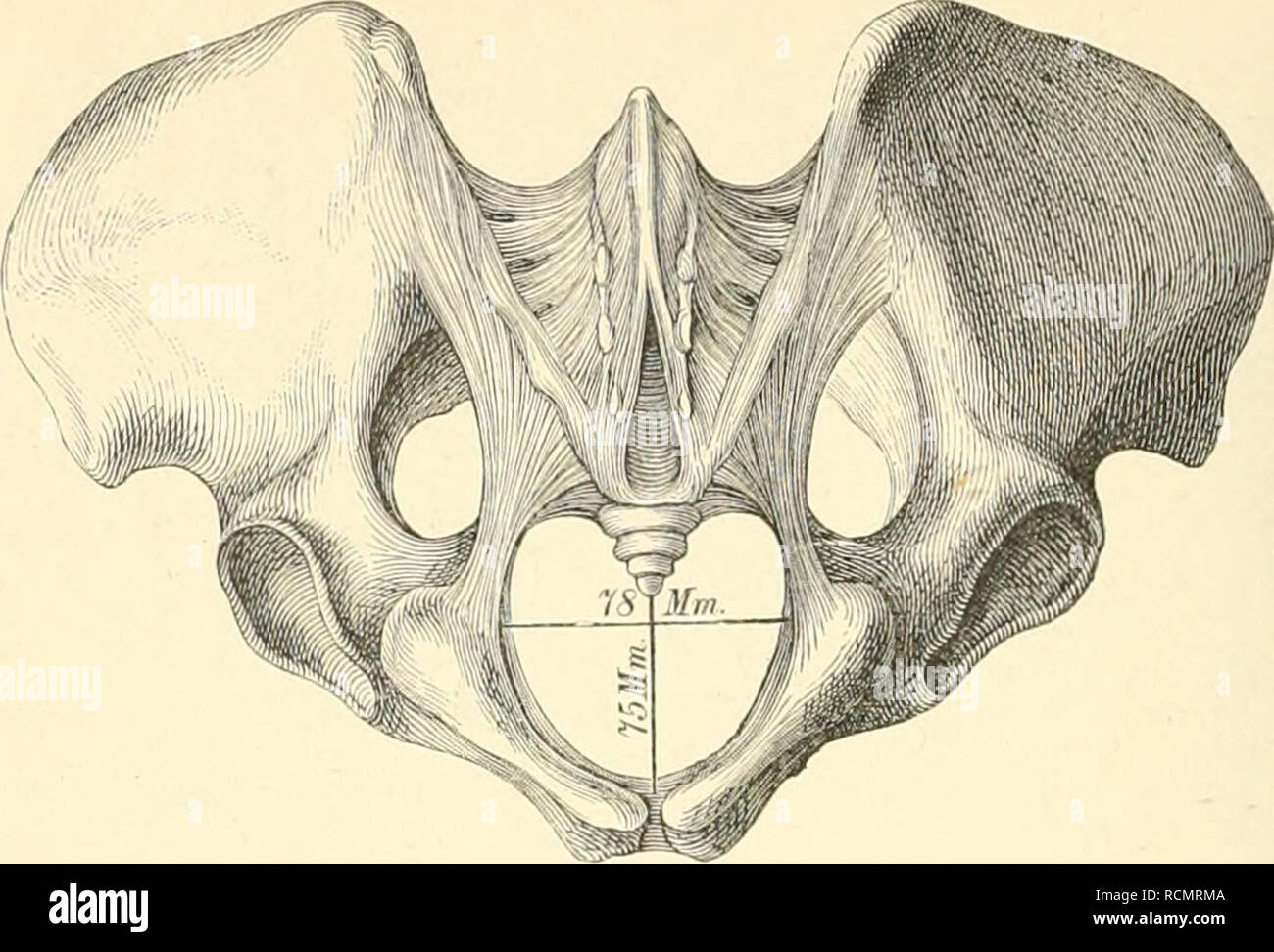 Knochen der unteren extremität hi-res stock photography and images - Alamy
