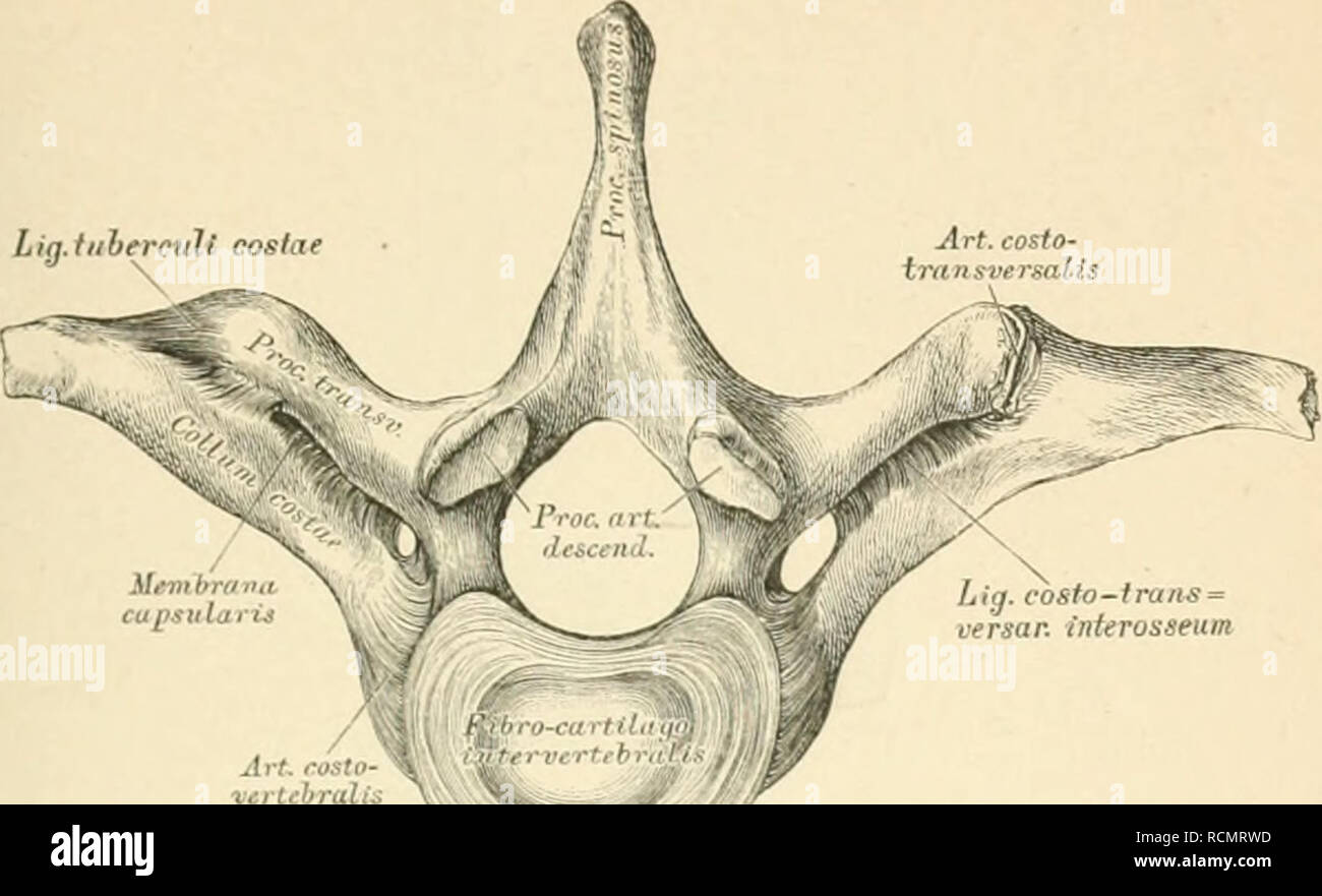 Gelenke anatomie hi-res stock photography and images - Alamy