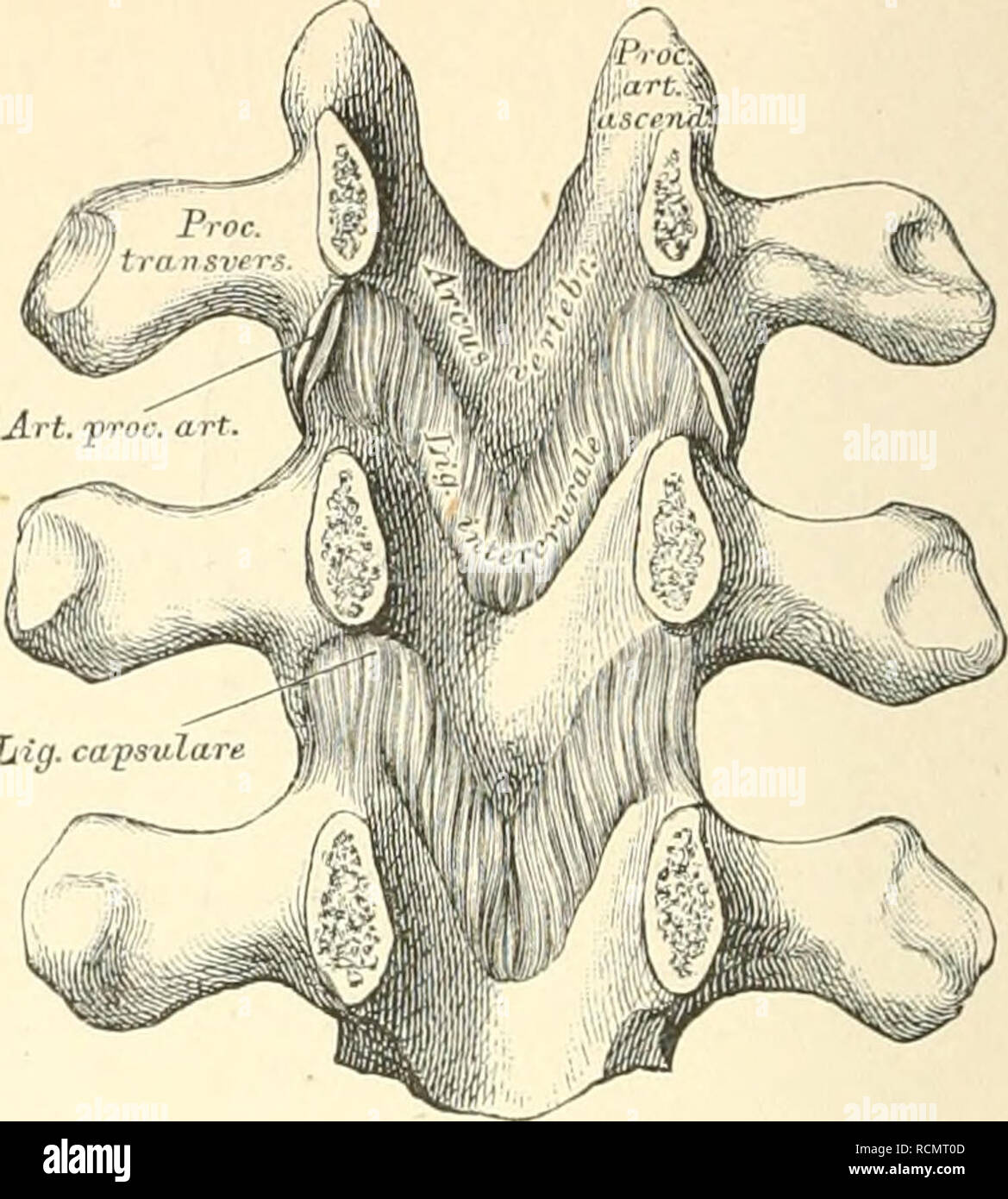 Ligamenta flava hi-res stock photography and images - Alamy