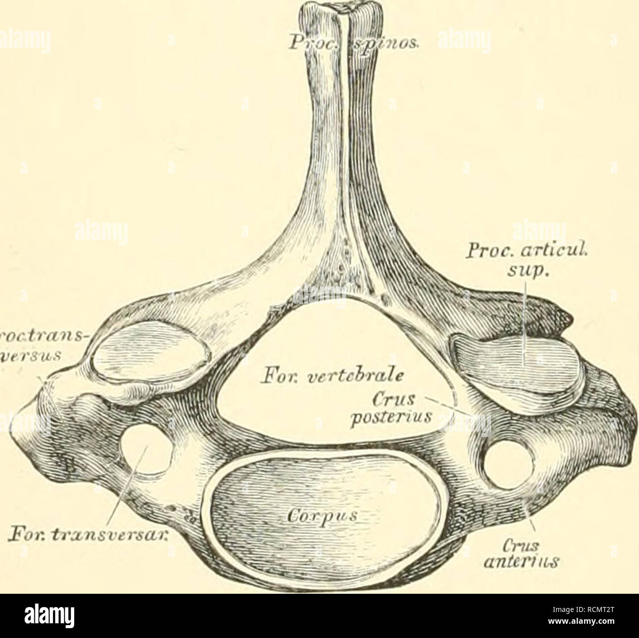 Vertebra Prominens