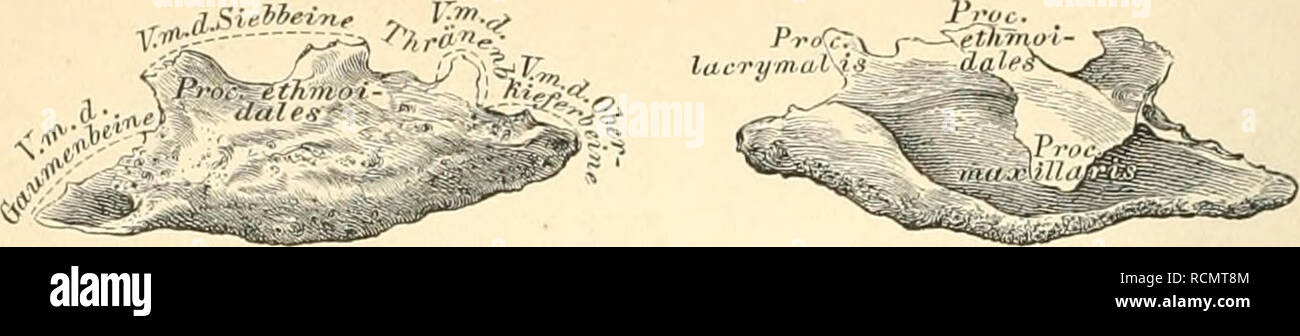 Concha nasalis hi-res stock photography and images - Alamy