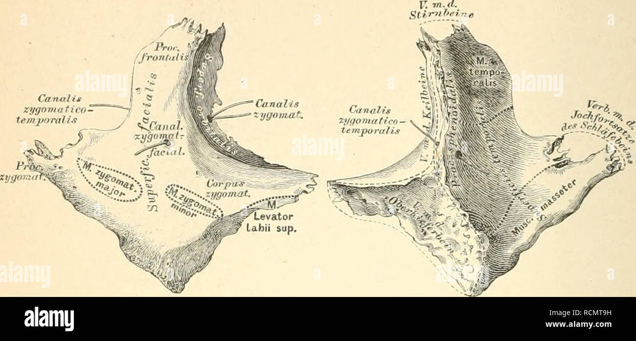 Os zygomaticum hi-res stock photography and images - Alamy