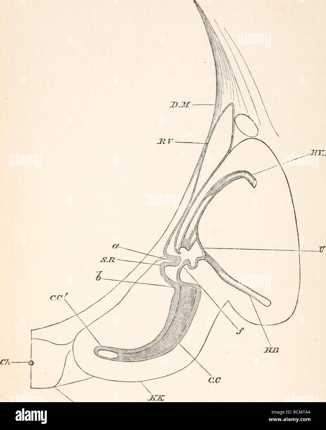 . The elements of embryology. Chickens -- Embryos. 116 THE THIRD DAY ...